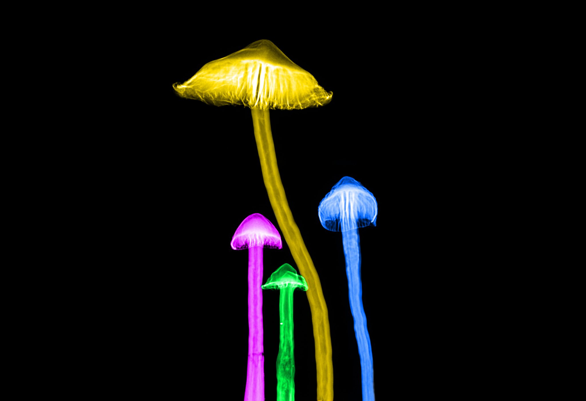 Psilocybin ceremony – Psiloflora